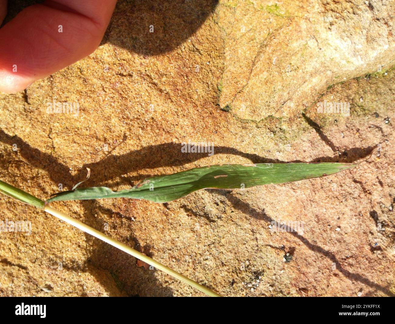 Hairy Crabgrass (Digitaria sanguinalis Stock Photo - Alamy