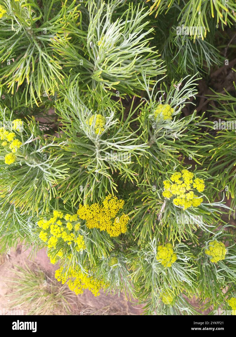 Pok Coulterbush (Hymenolepis crithmifolia Stock Photo - Alamy