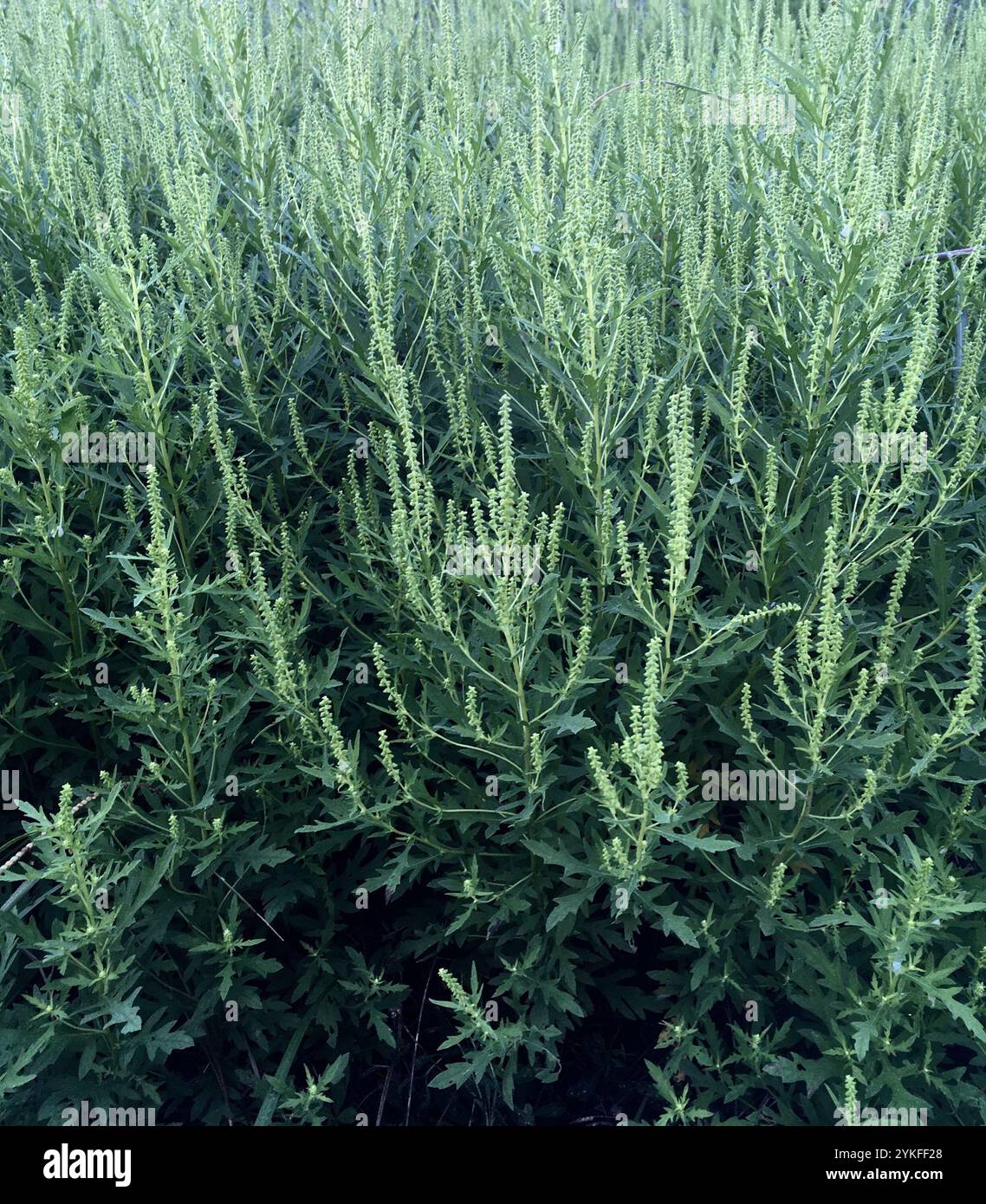 western ragweed (Ambrosia psilostachya Stock Photo - Alamy