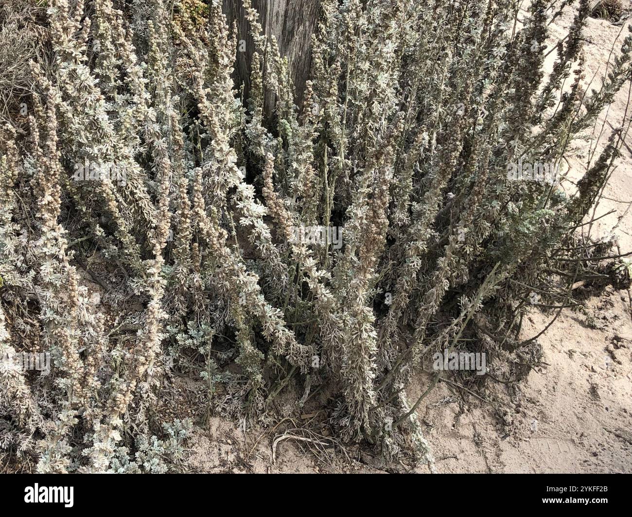 coastal sagewort (Artemisia pycnocephala Stock Photo - Alamy