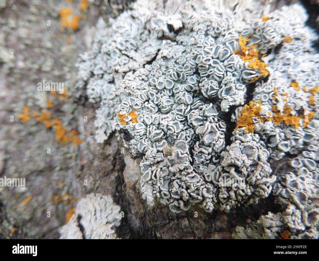 rosette lichens, frost lichens, and allies (Physciaceae Stock Photo - Alamy