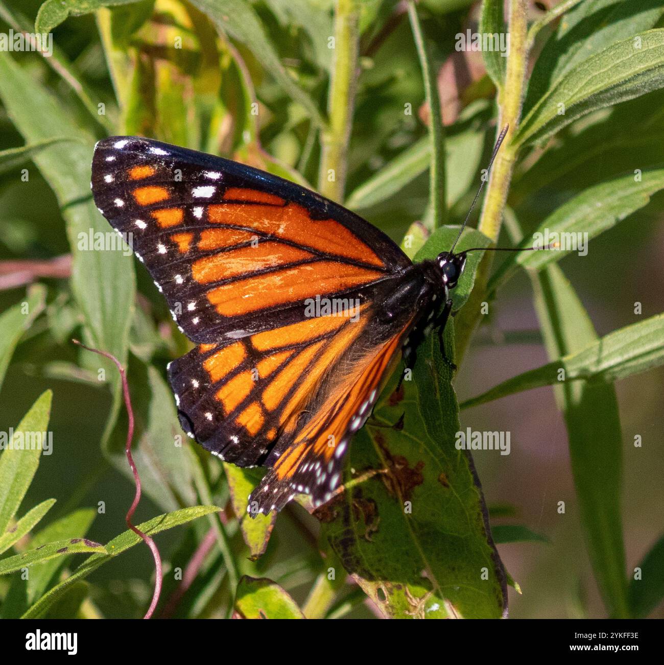 Viceroy (Limenitis archippus Stock Photo - Alamy