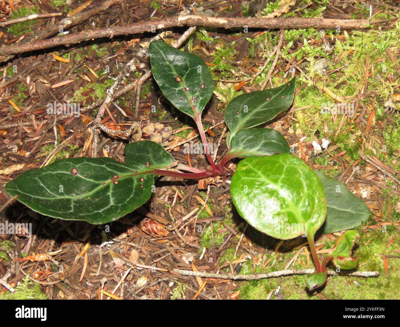 white-veined wintergreen (Pyrola picta Stock Photo - Alamy