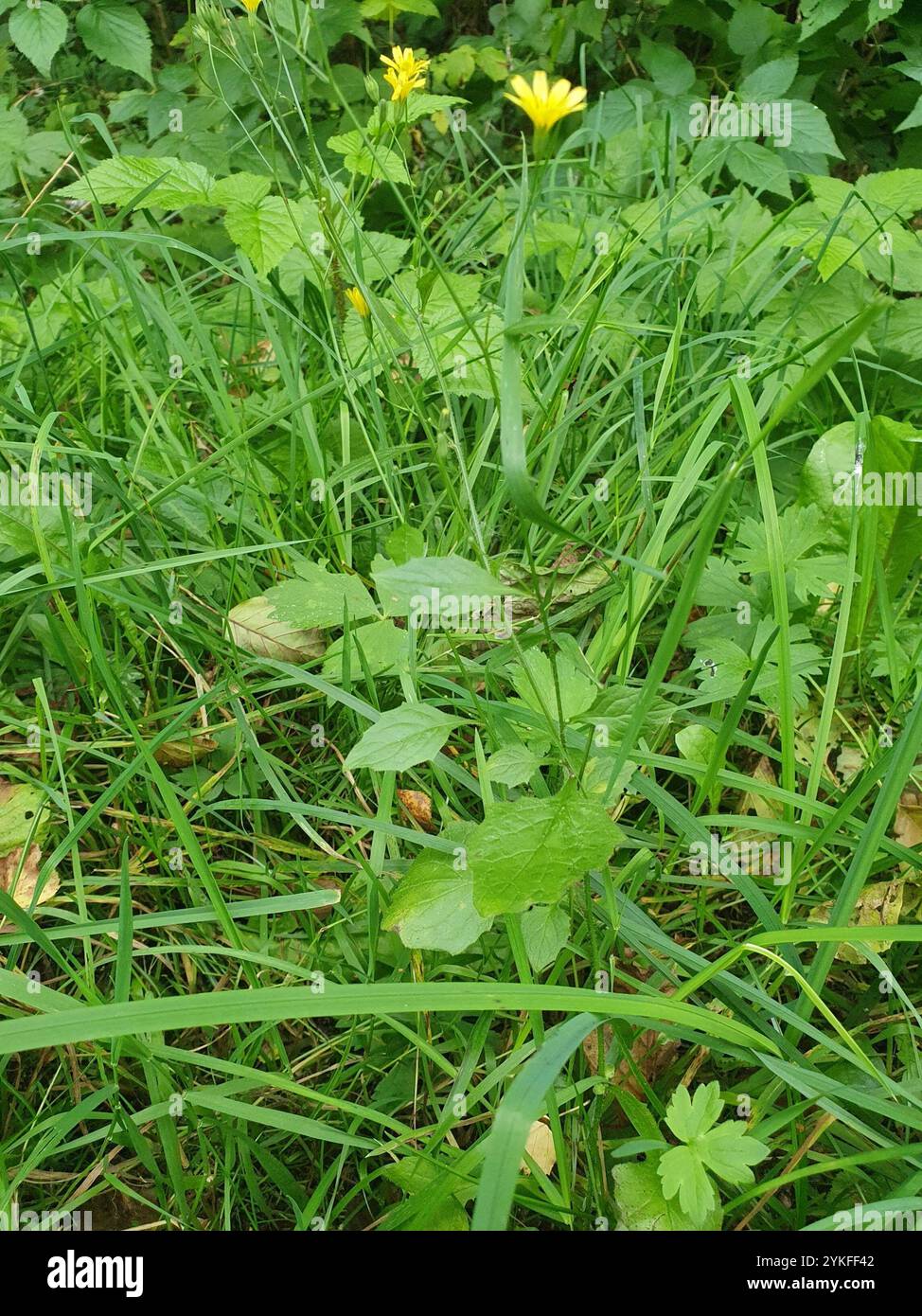 nipplewort (Lapsana communis Stock Photo - Alamy