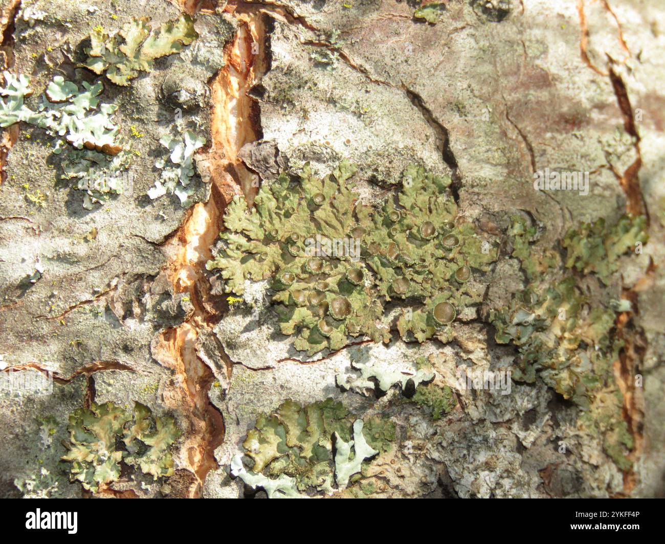 common lichens (Lecanoromycetes Stock Photo - Alamy