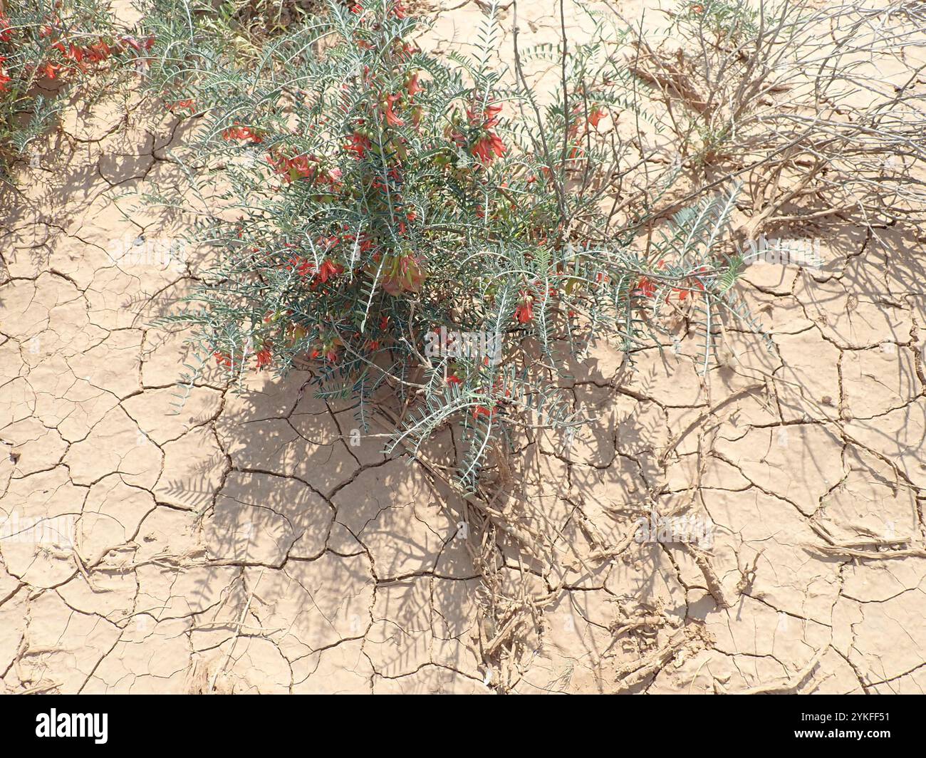 cancer bush (Lessertia frutescens Stock Photo - Alamy
