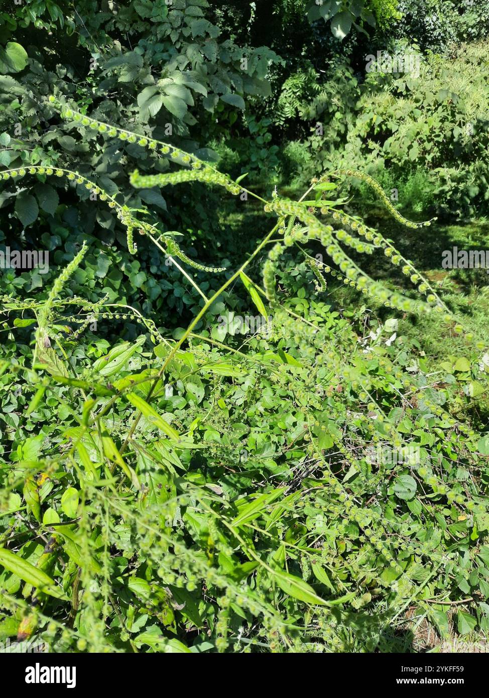 virginia stickseed (Hackelia virginiana Stock Photo - Alamy