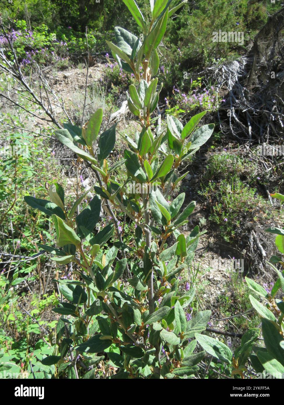 Canadian buffalo-berry (Shepherdia canadensis Stock Photo - Alamy