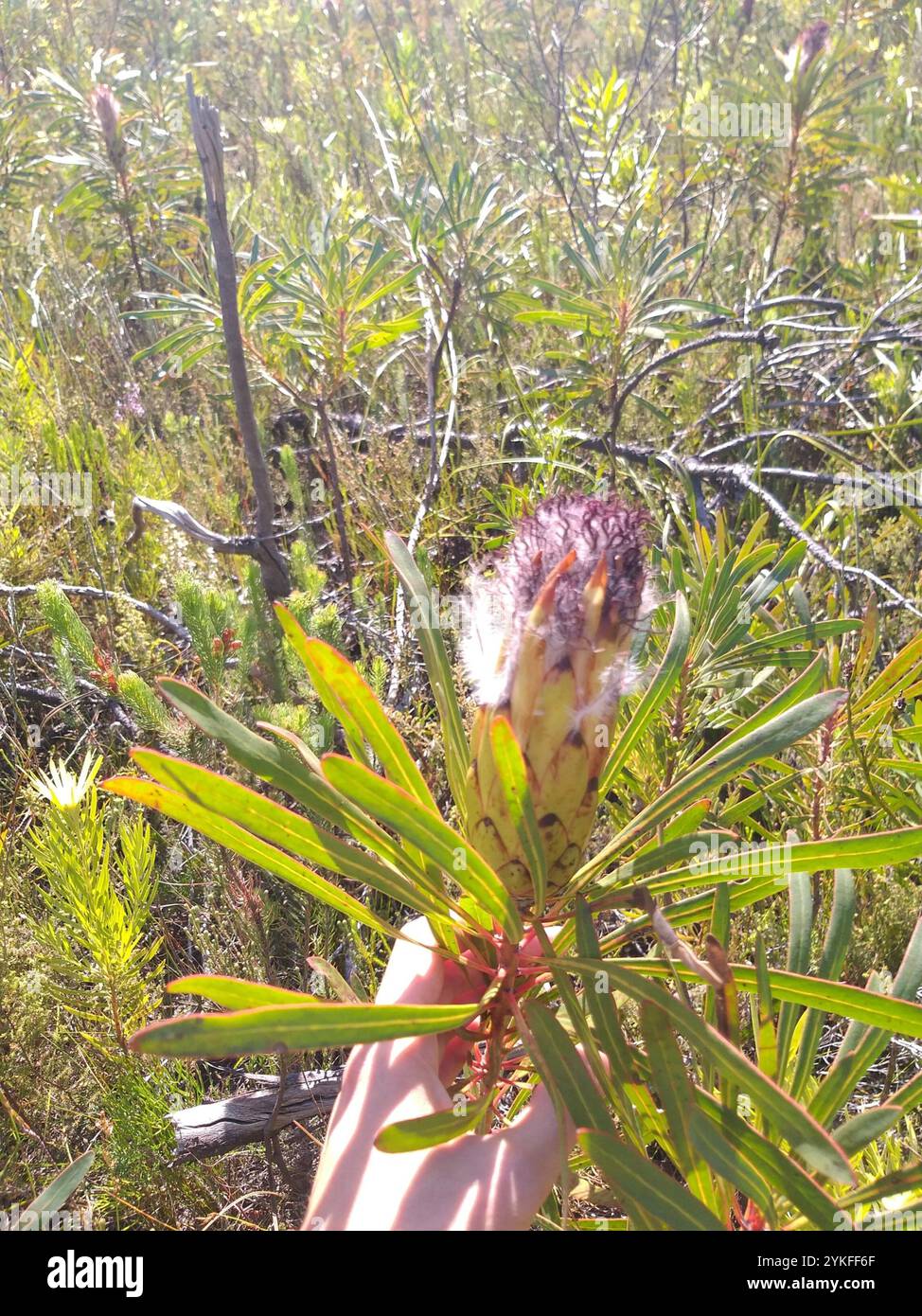 Long-leaf Sugarbush (Protea longifolia Stock Photo - Alamy