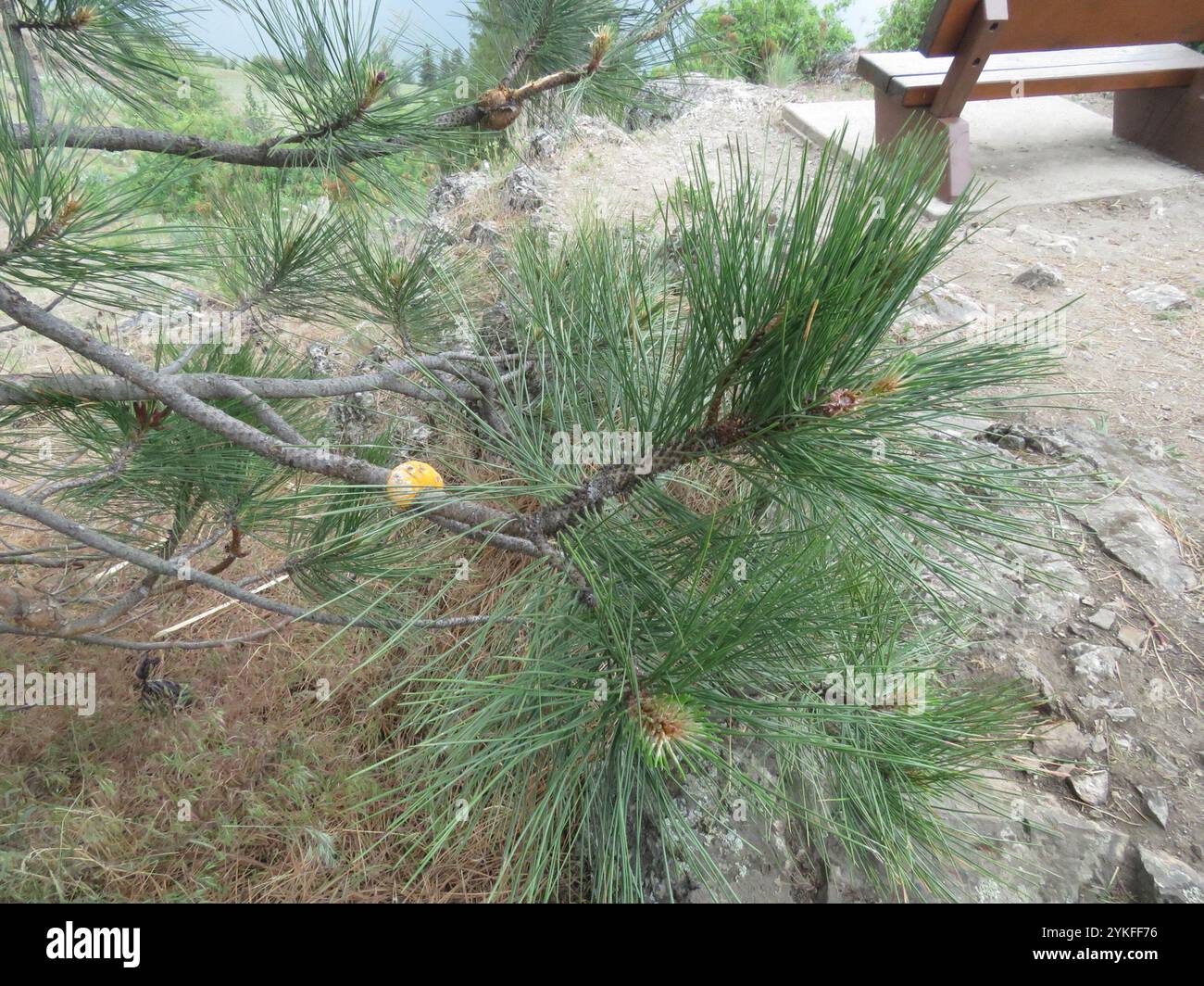 Western Gall Rust (Cronartium harknessii Stock Photo - Alamy