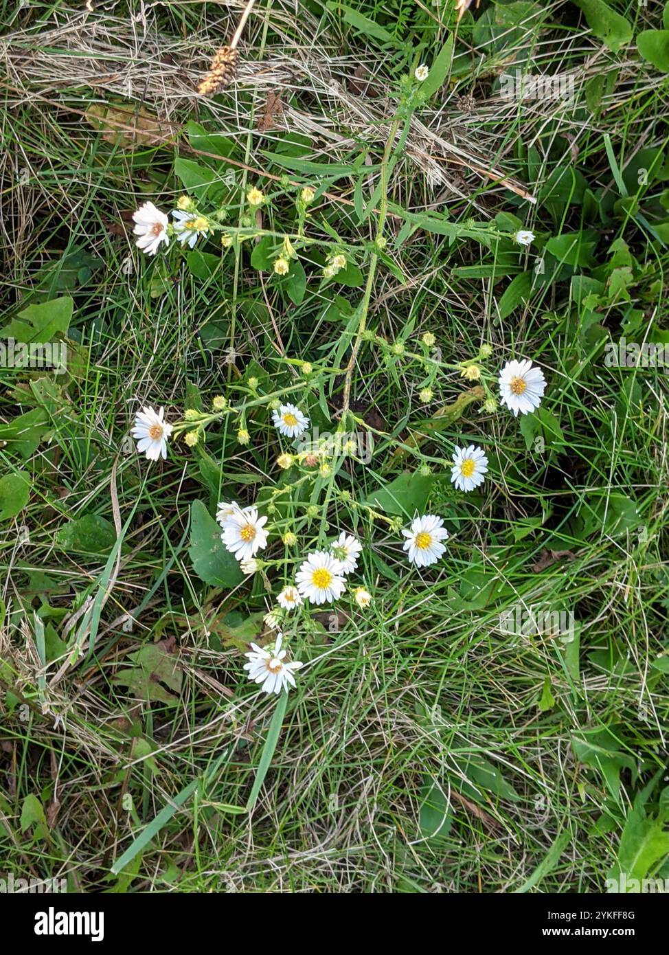hairy white oldfield aster (Symphyotrichum pilosum Stock Photo - Alamy
