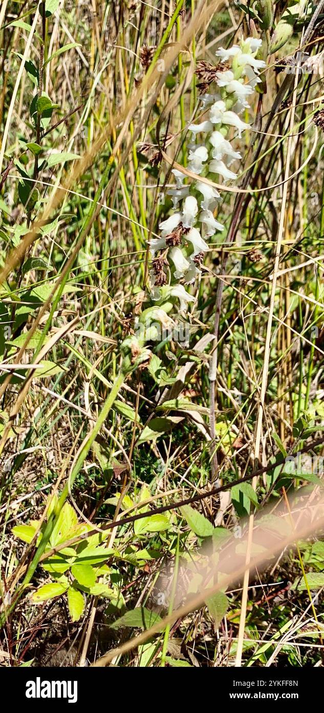 nodding ladies’ tresses (Spiranthes cernua Stock Photo - Alamy