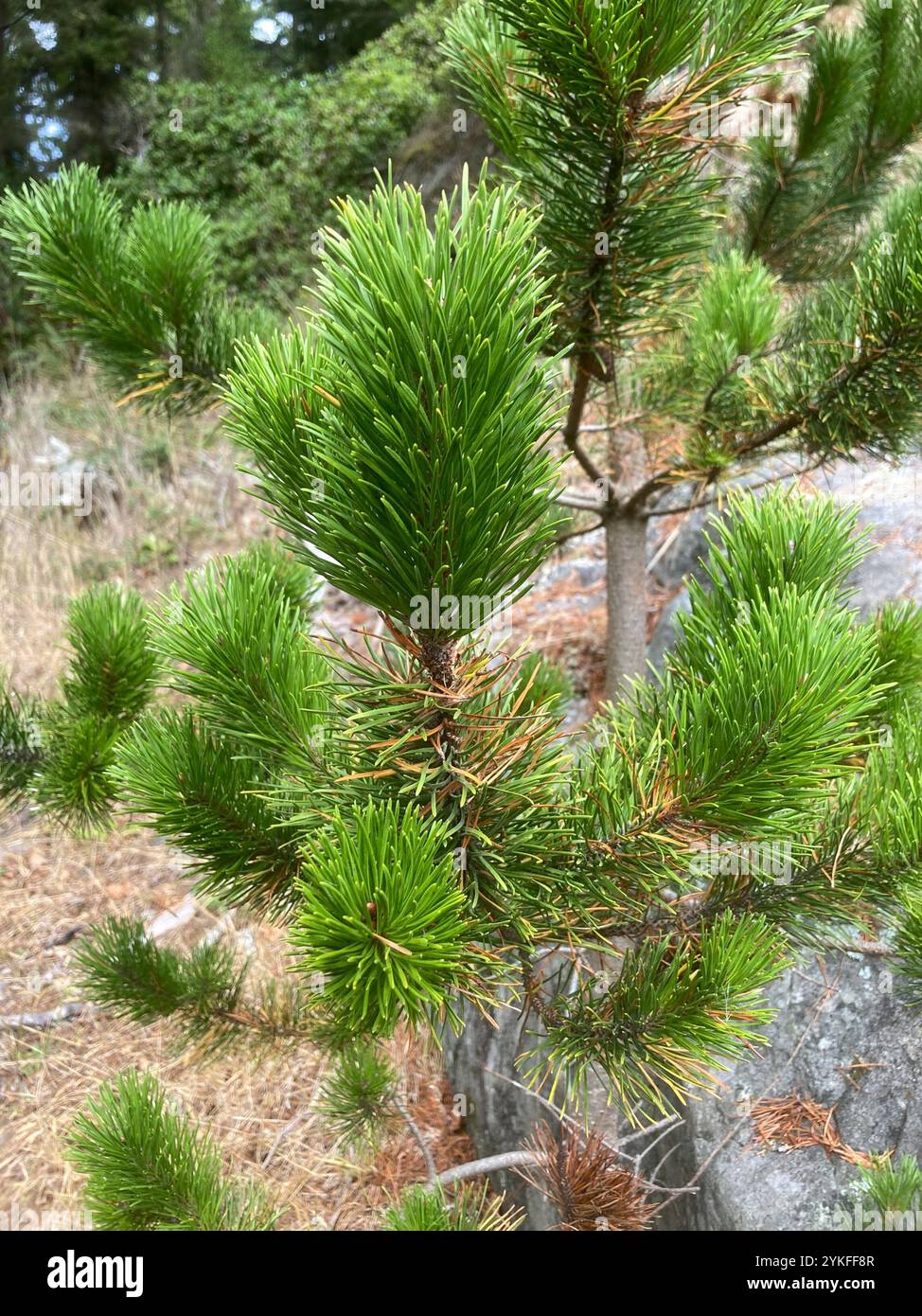 lodgepole pine (Pinus contorta Stock Photo - Alamy