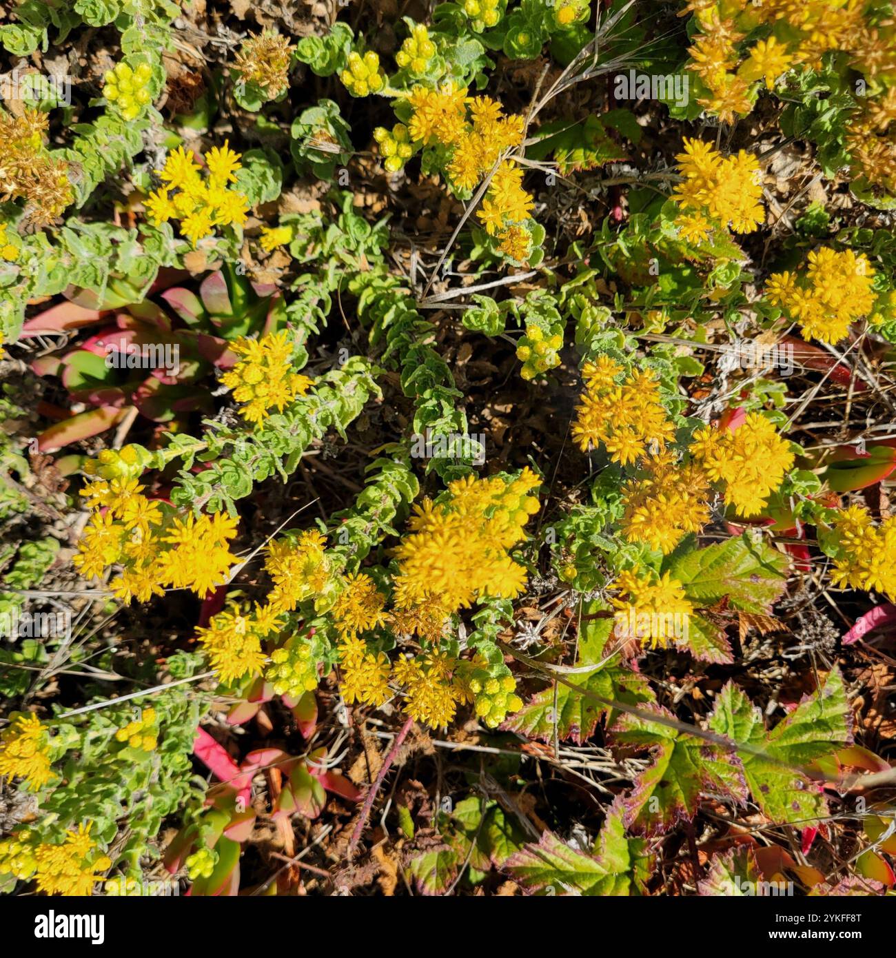 Coastal Goldenbush (Isocoma menziesii Stock Photo - Alamy