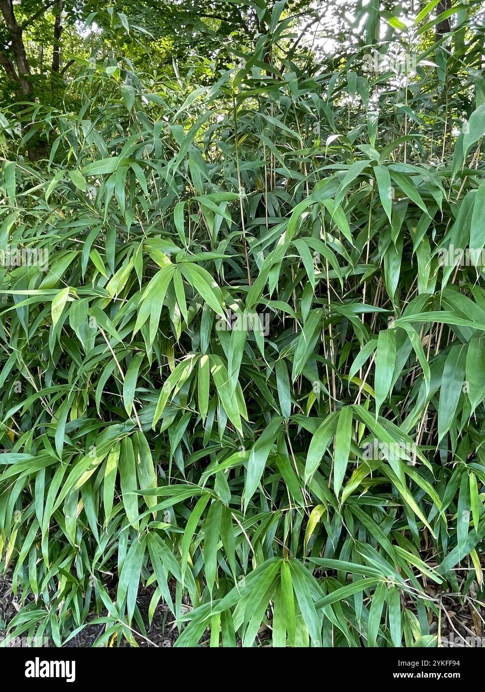river cane (Arundinaria gigantea Stock Photo - Alamy