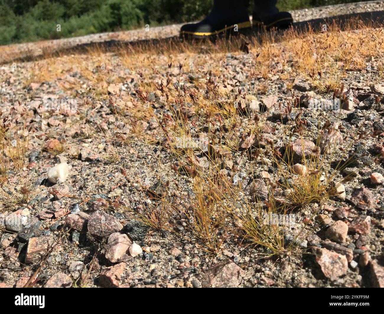 Densetuft Hairsedge (Bulbostylis capillaris Stock Photo - Alamy
