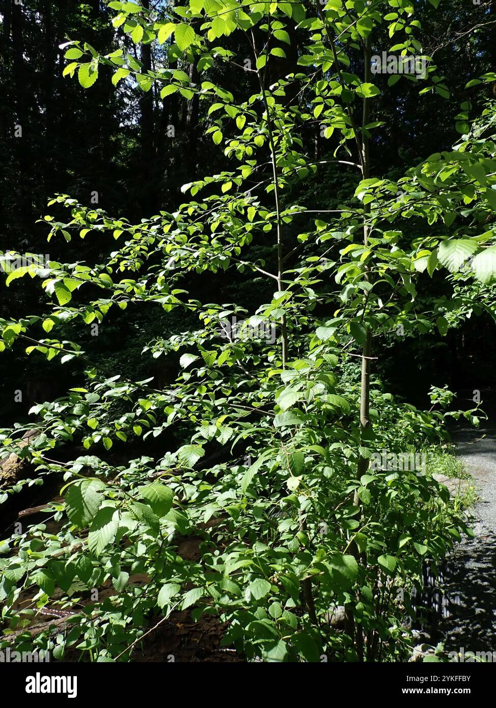 Red Alder (Alnus rubra Stock Photo - Alamy