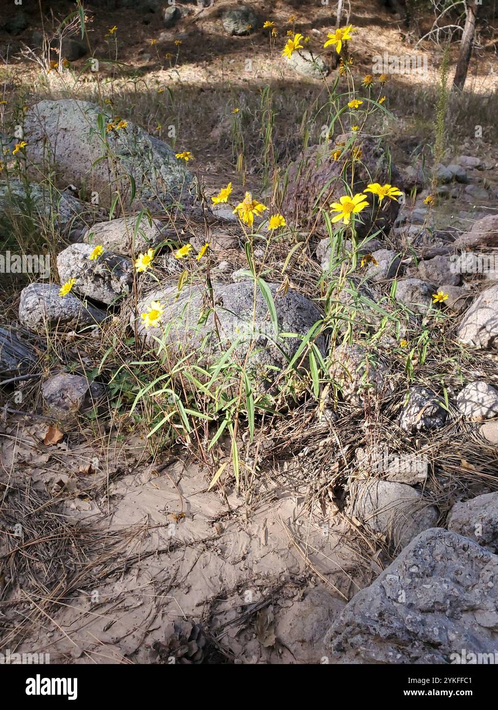 Showy goldeneye hi-res stock photography and images - Alamy