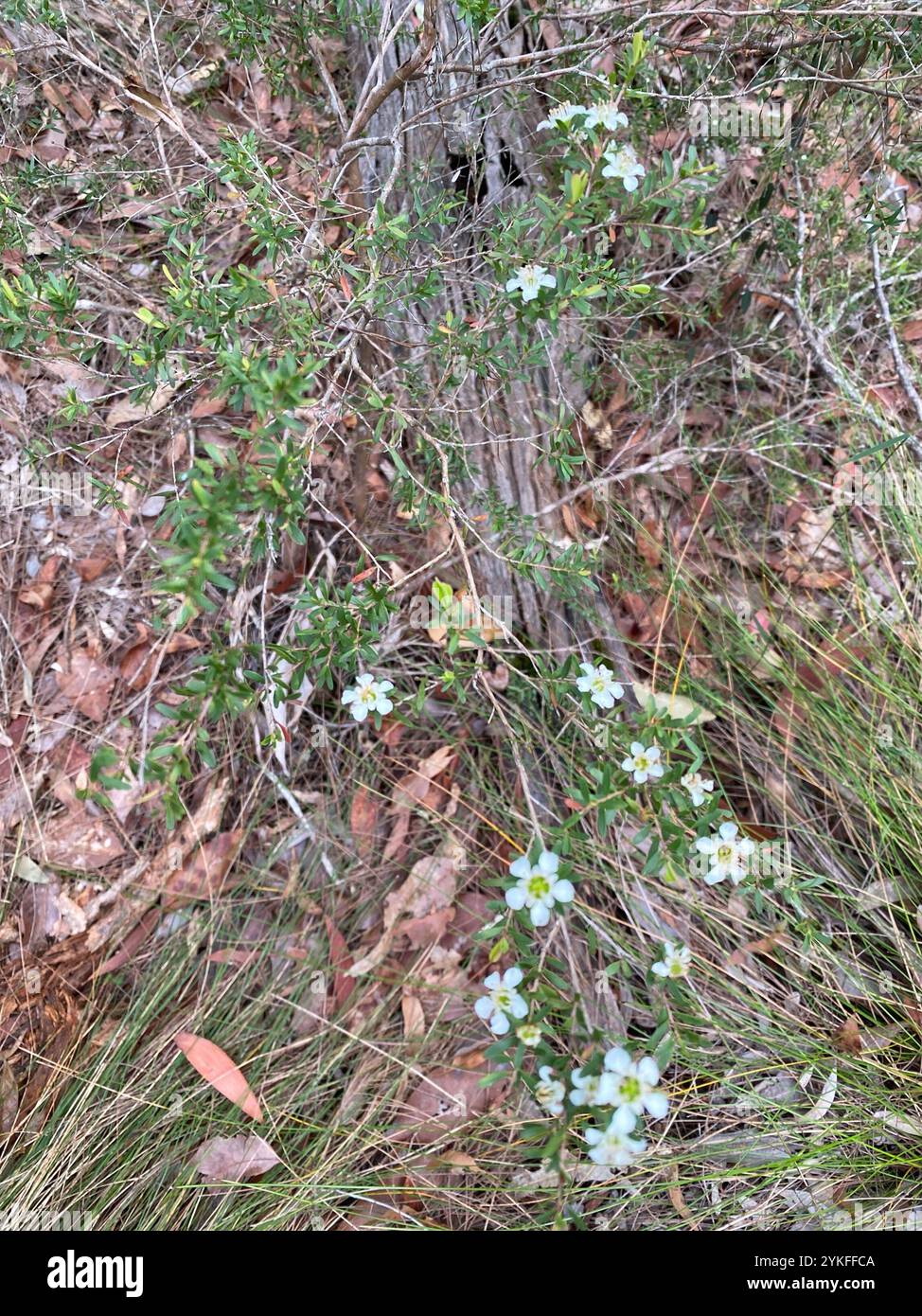 Polygalifolium hi-res stock photography and images - Alamy