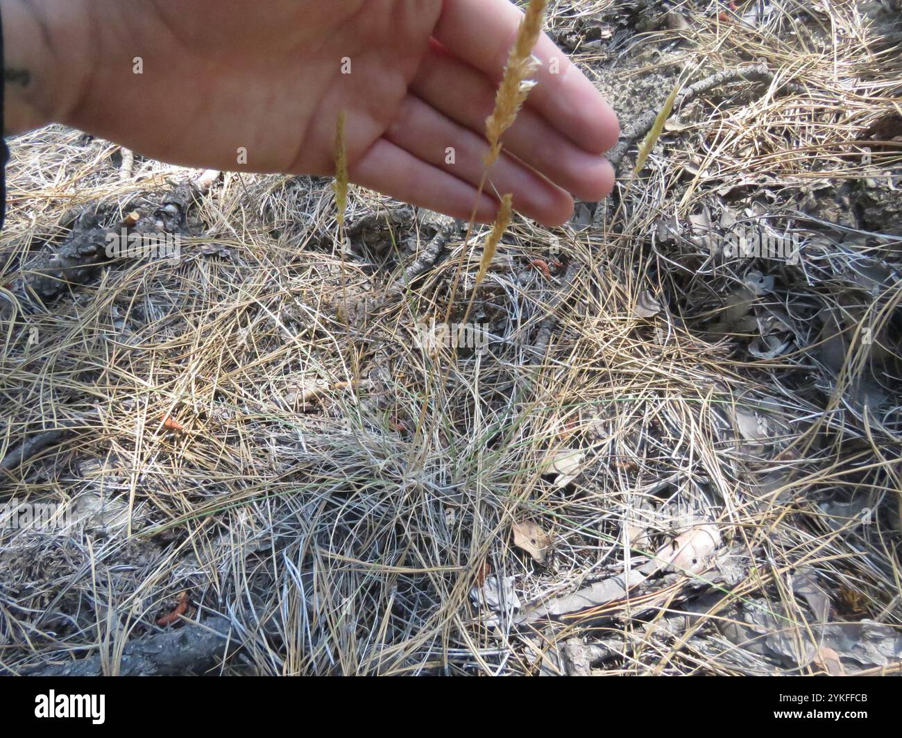 grasses, sedges, cattails, and allies (Poales Stock Photo - Alamy