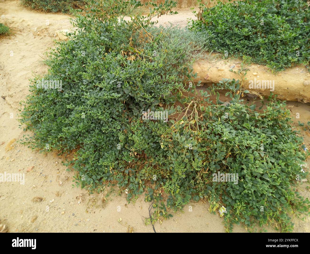 Syrian bean-caper (Zygophyllum fabago Stock Photo - Alamy