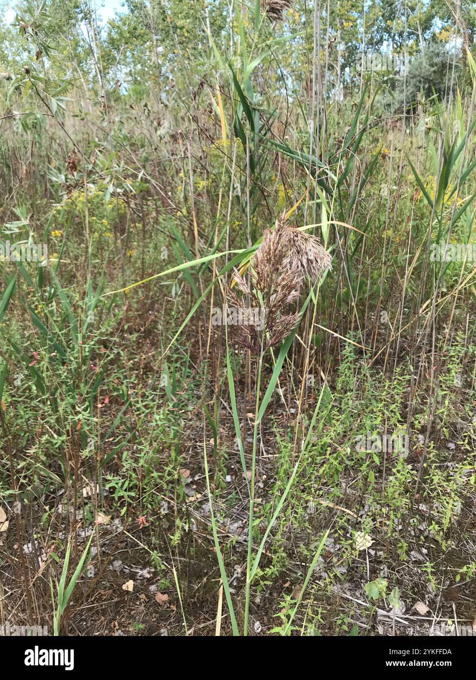 European reed (Phragmites australis australis Stock Photo - Alamy