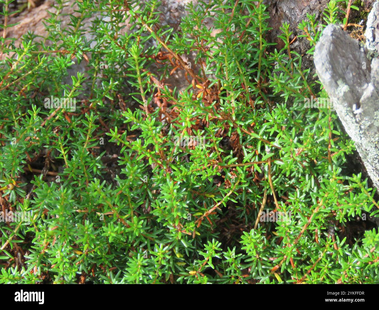 black crowberry (Empetrum nigrum Stock Photo - Alamy