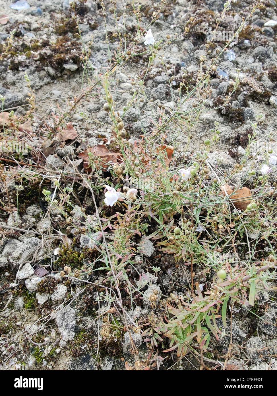 Pale Toadflax (Linaria repens Stock Photo - Alamy