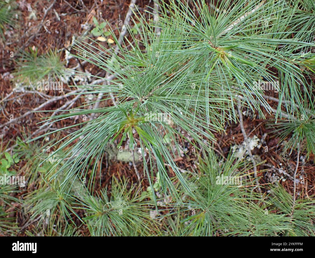western white pine (Pinus monticola Stock Photo - Alamy