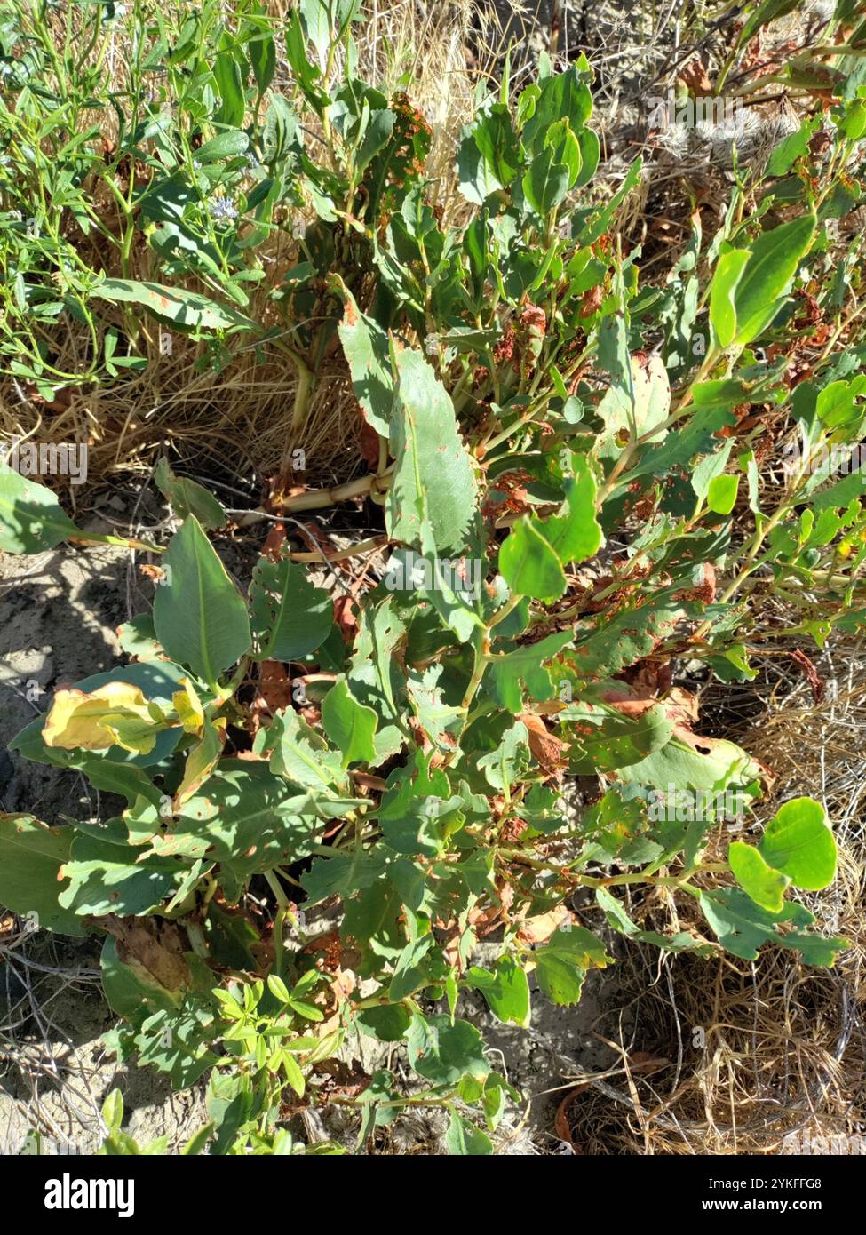 winged dock (Rumex venosus Stock Photo - Alamy