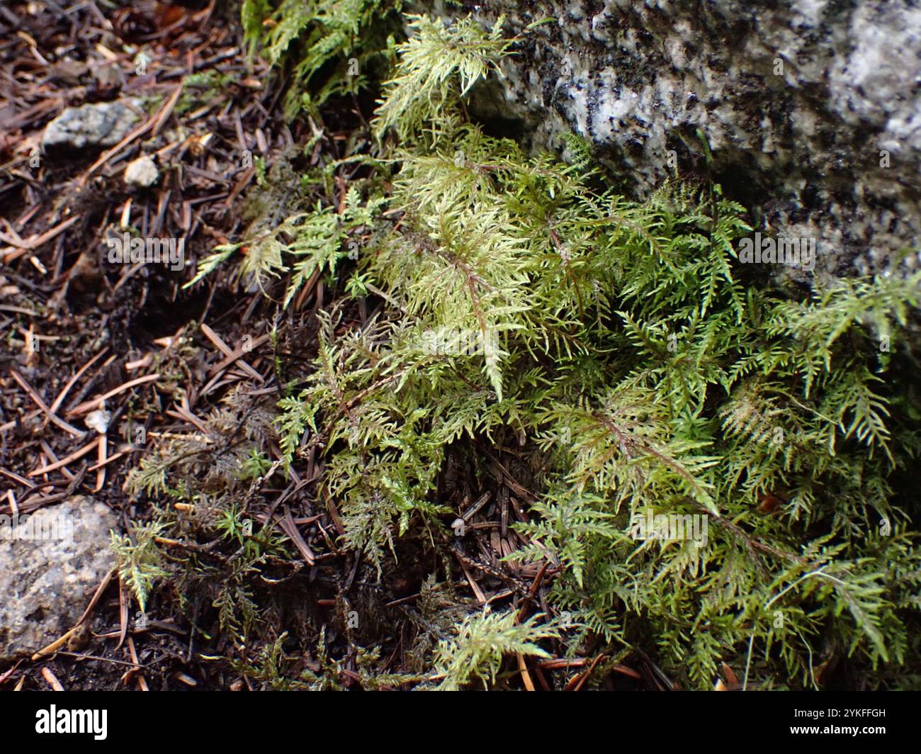 stairstep moss (Hylocomium splendens Stock Photo - Alamy