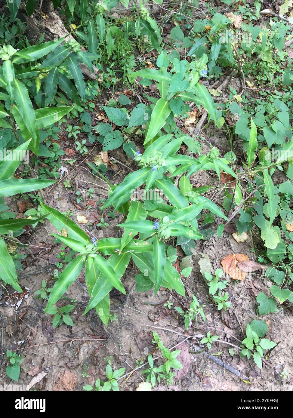 Virginia Dayflower (Commelina virginica Stock Photo - Alamy