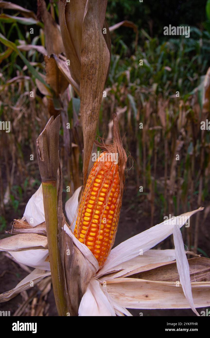 Beautiful shot garden on hi-res stock photography and images - Alamy