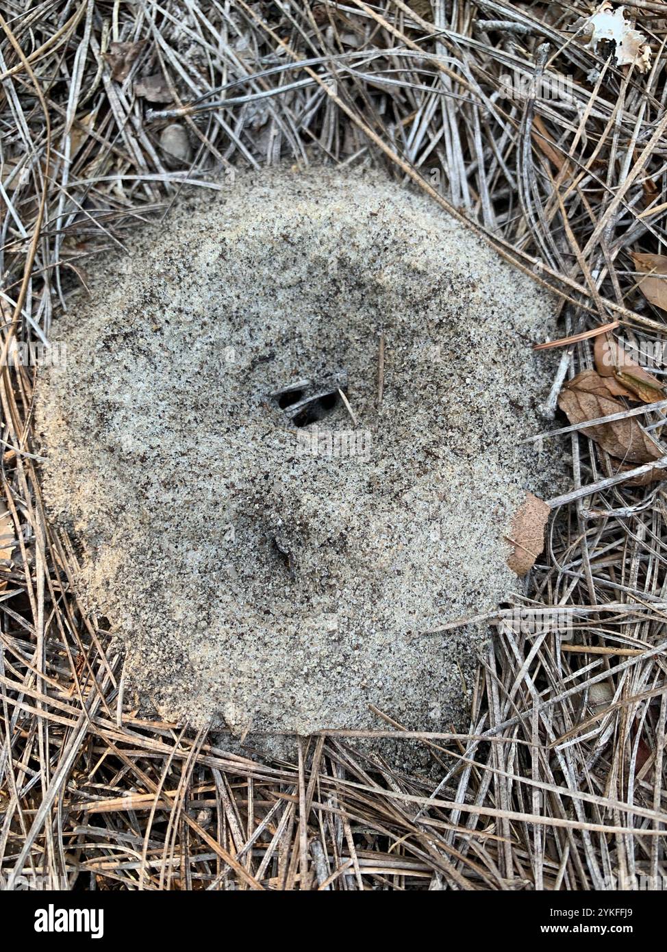Buren's Pyramid Ant (Dorymyrmex bureni Stock Photo - Alamy
