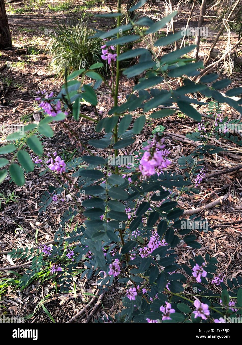 Australian Indigo (Indigofera australis Stock Photo - Alamy