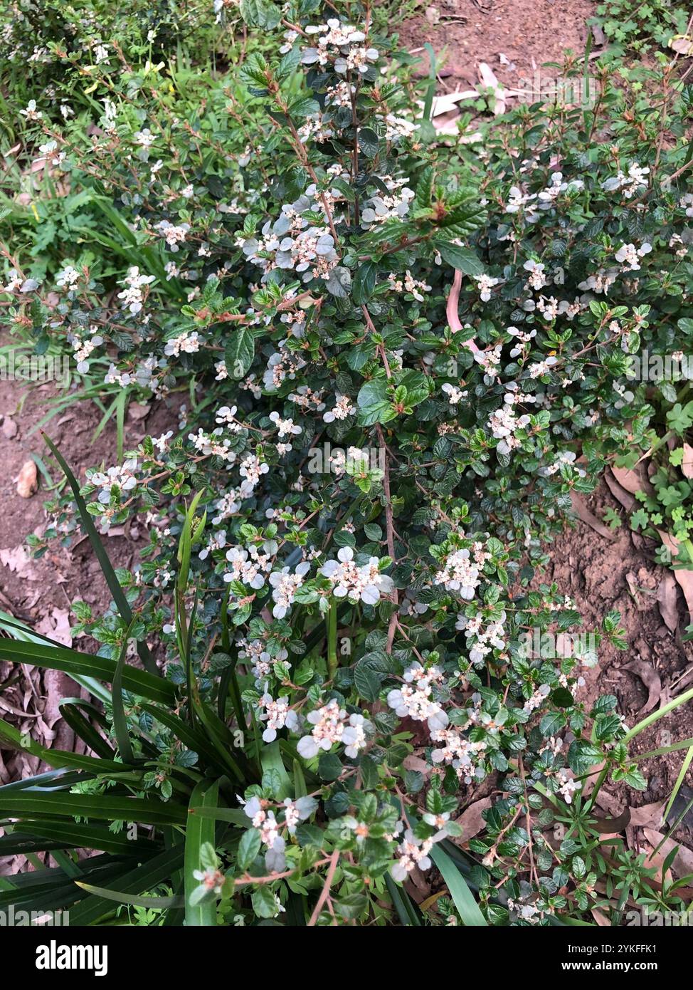 Spyridium hi-res stock photography and images - Alamy