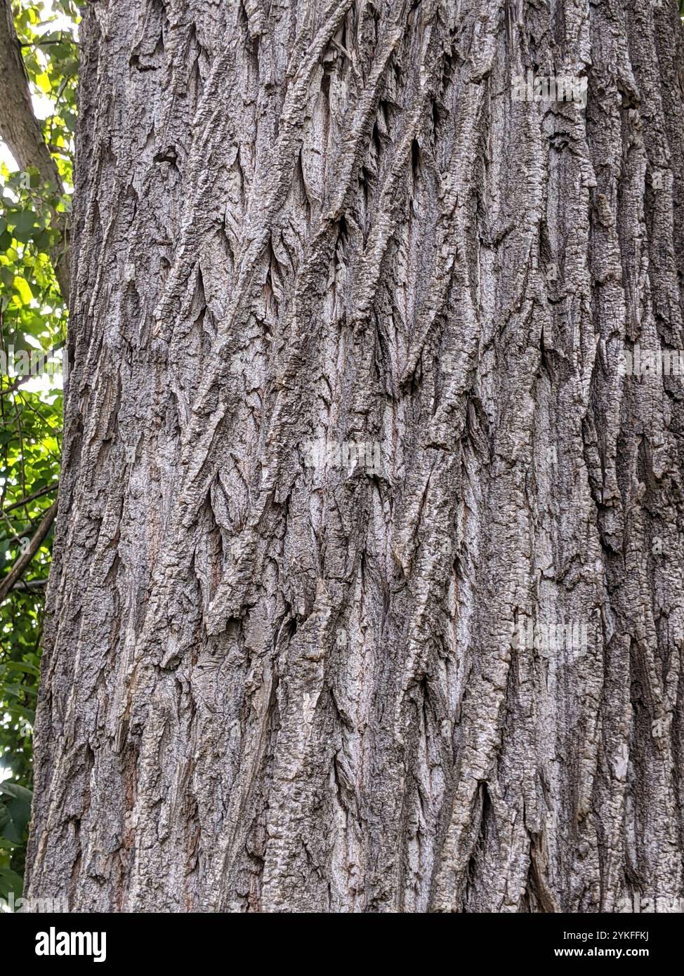 Eastern Cottonwood (Populus deltoides Stock Photo - Alamy