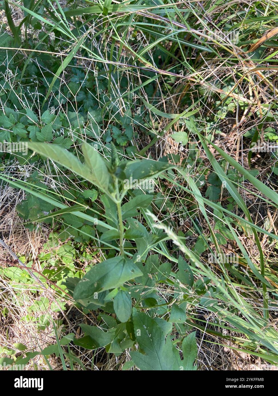 giant ragweed (Ambrosia trifida Stock Photo - Alamy