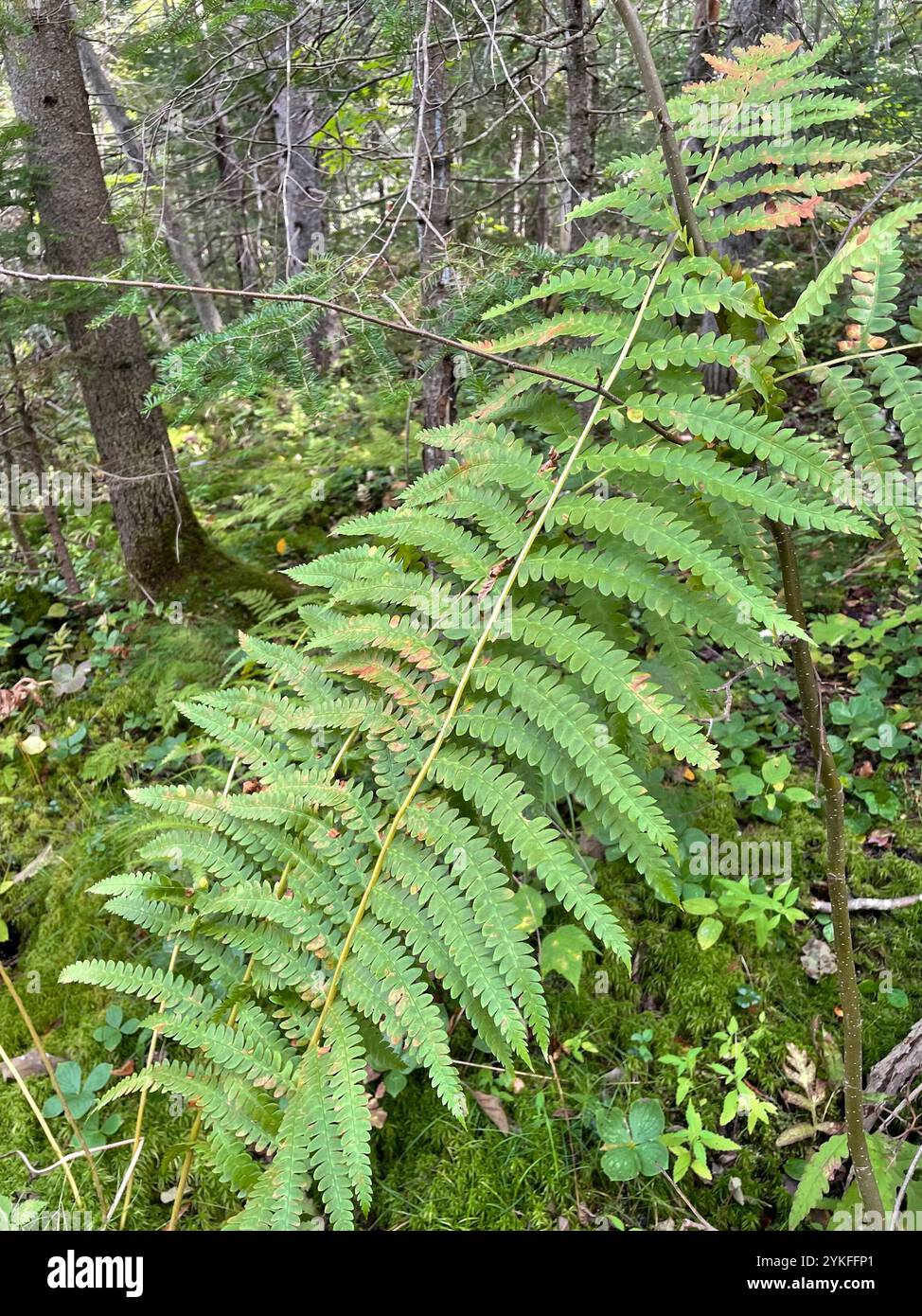 cinnamon fern (Osmundastrum cinnamomeum Stock Photo - Alamy