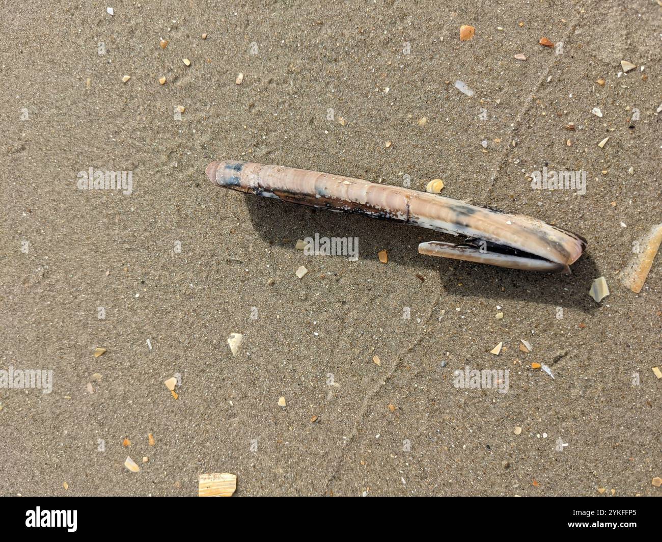 Ensis leei hi-res stock photography and images - Alamy