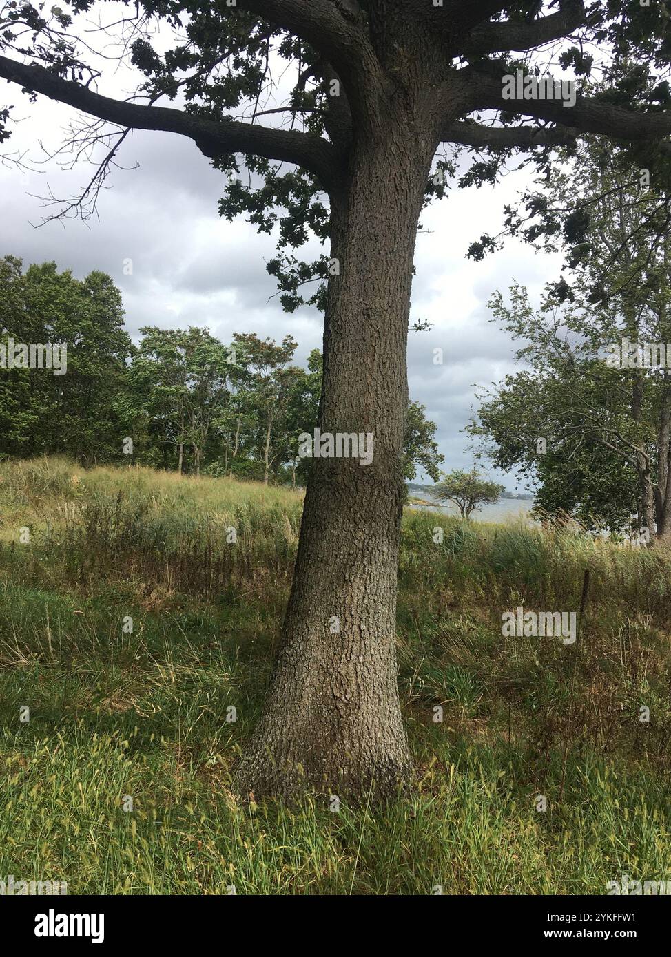 black oak (Quercus velutina Stock Photo - Alamy