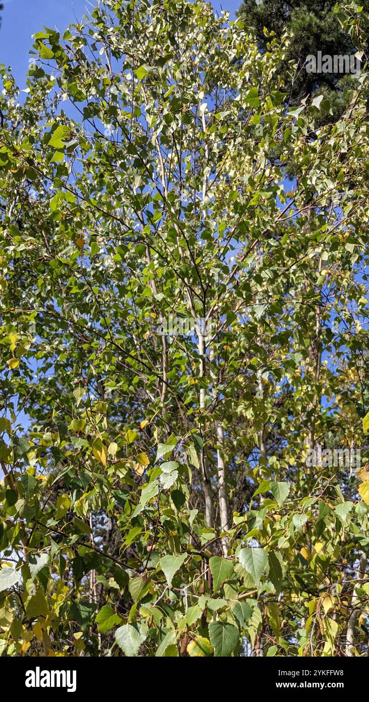 gray birch (Betula populifolia Stock Photo - Alamy