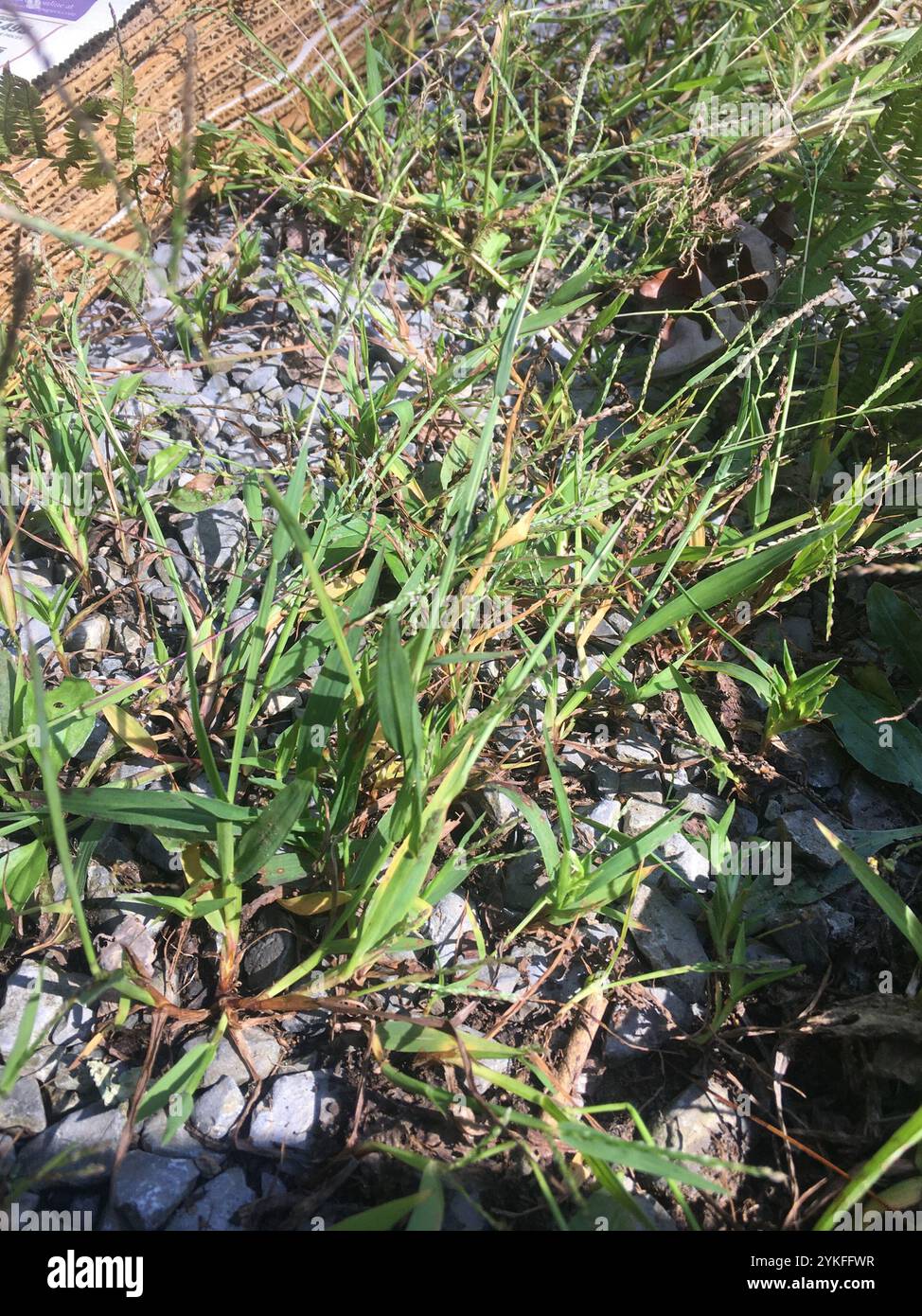 smooth crabgrass (Digitaria ischaemum Stock Photo - Alamy