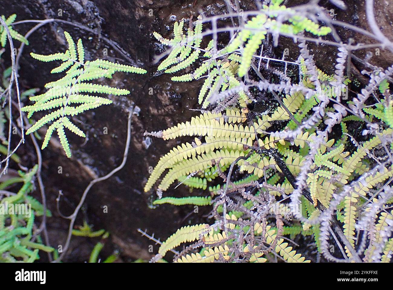 Coral Fern (Gleichenia polypodioides Stock Photo - Alamy