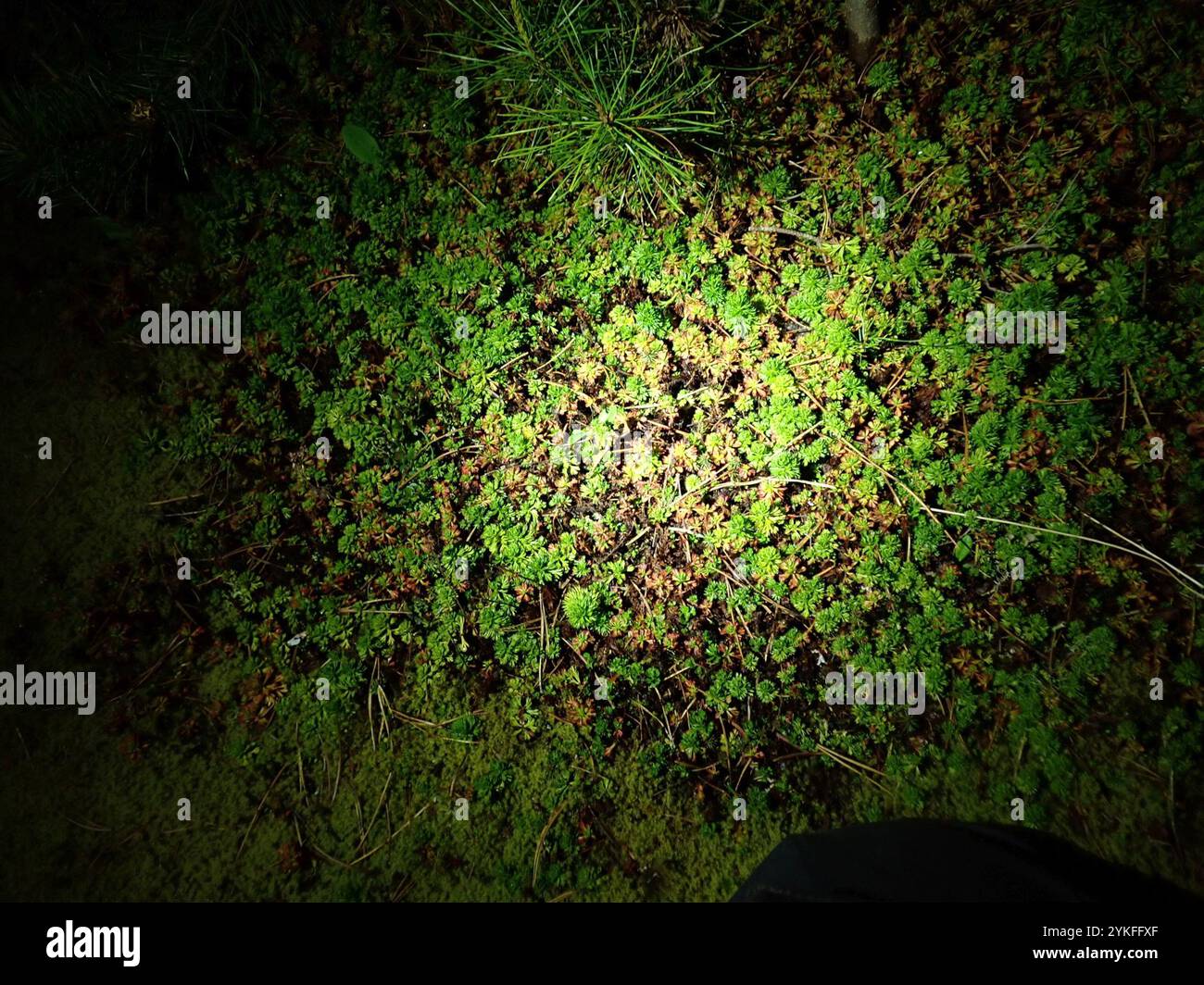 Partridgefoot (Luetkea pectinata Stock Photo - Alamy