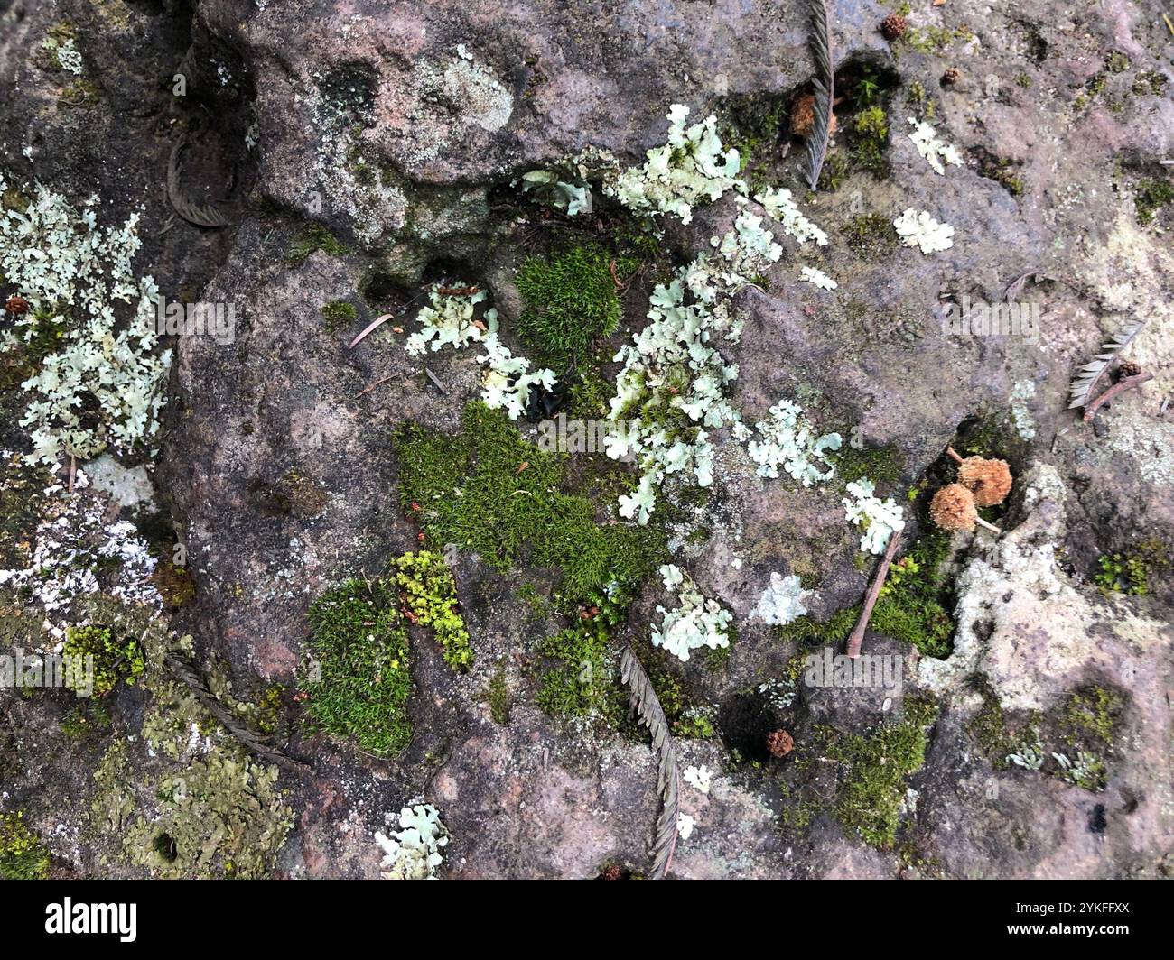 common lichens (Lecanoromycetes Stock Photo - Alamy