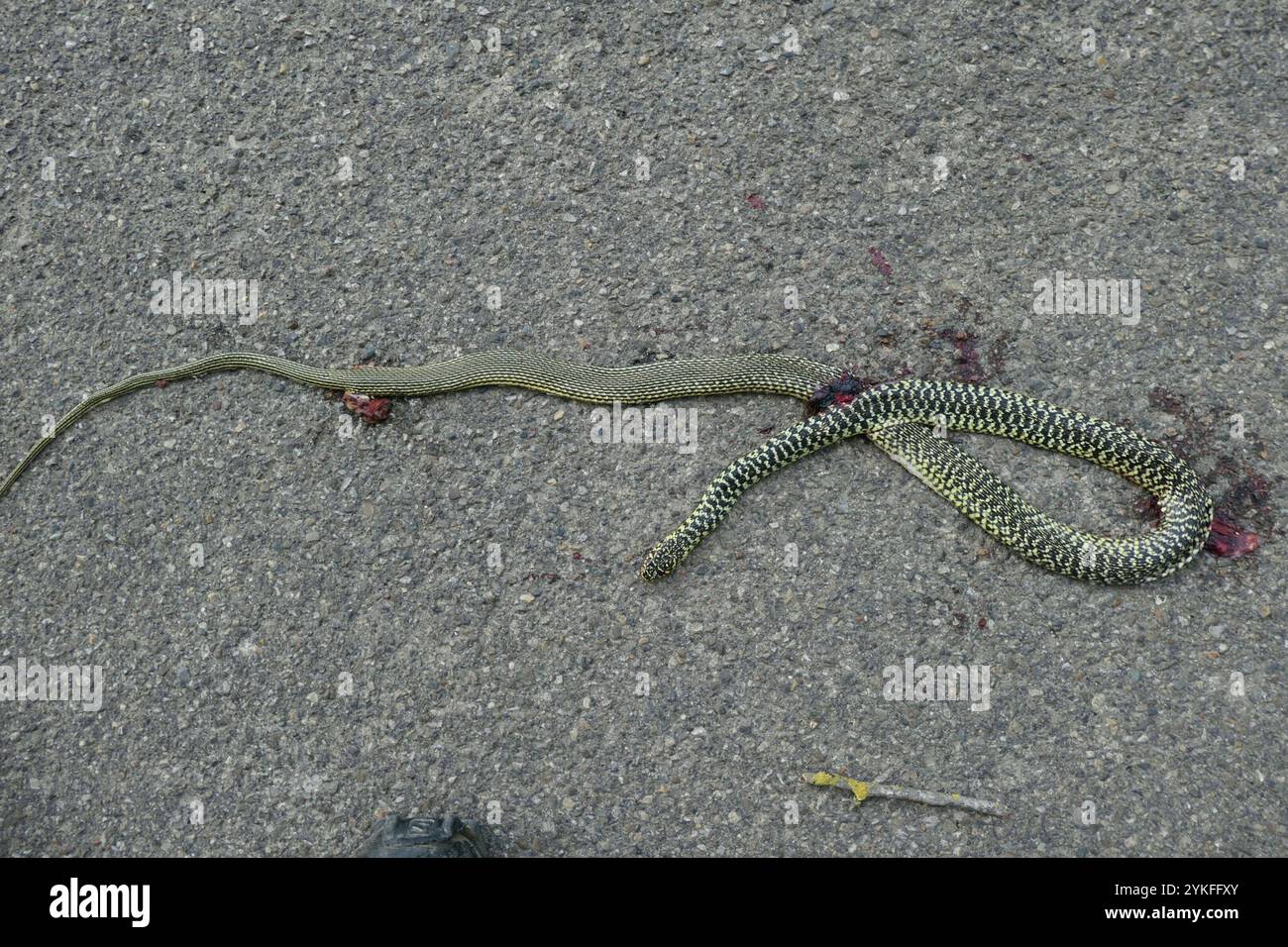 Green Whip Snake (Hierophis viridiflavus Stock Photo - Alamy