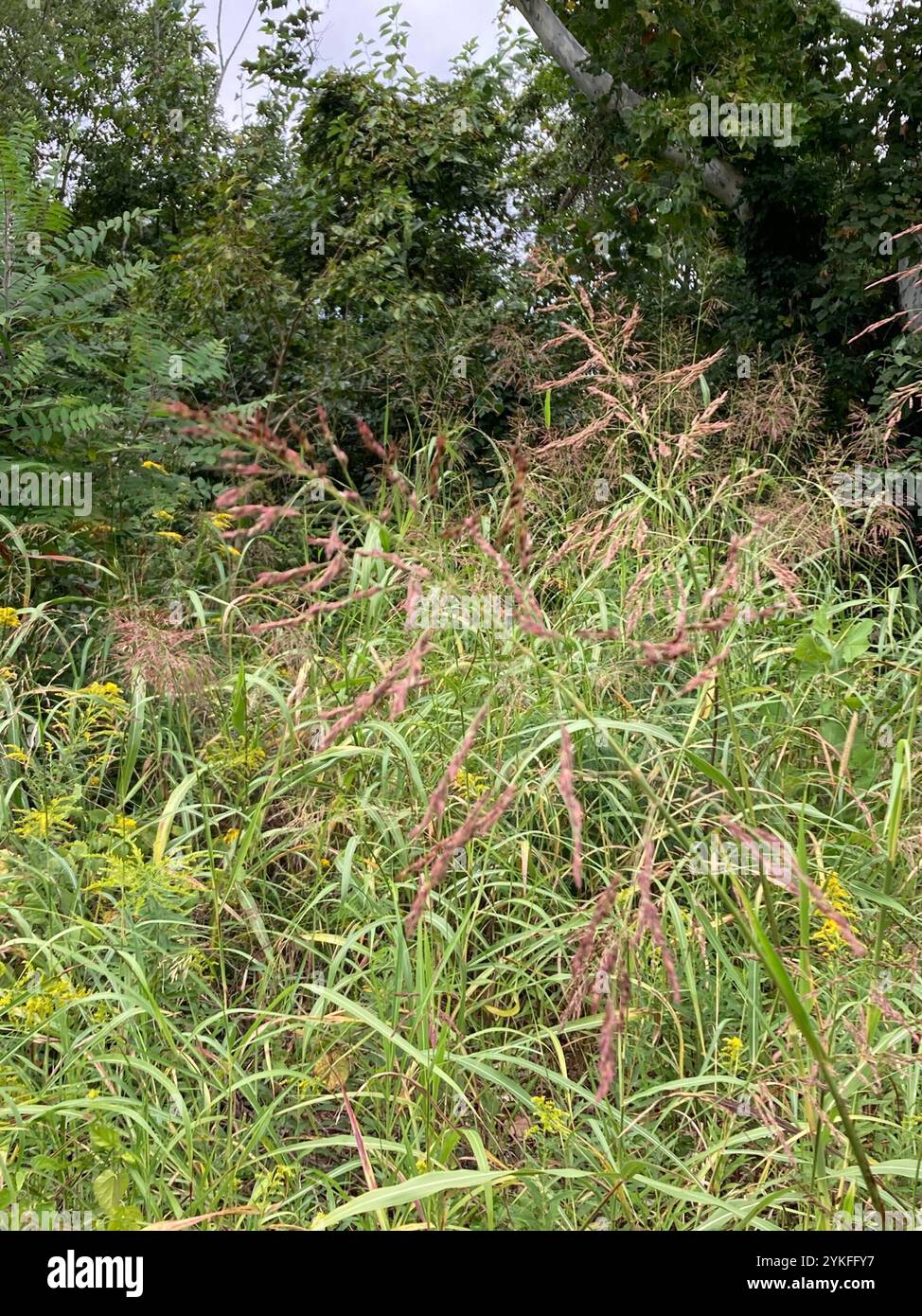 Johnson grass (Sorghum halepense Stock Photo - Alamy