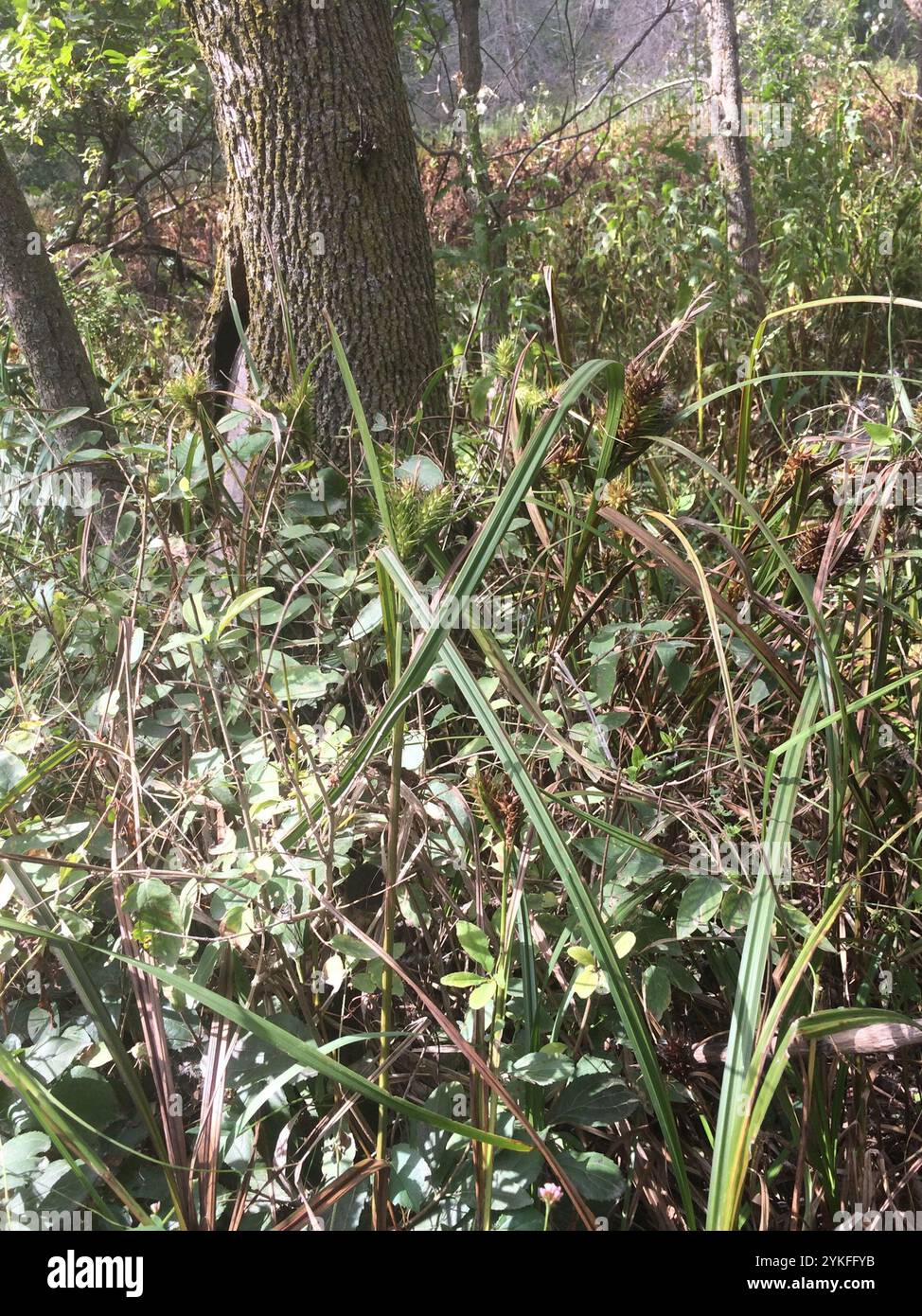 hop sedge (Carex lupulina Stock Photo - Alamy