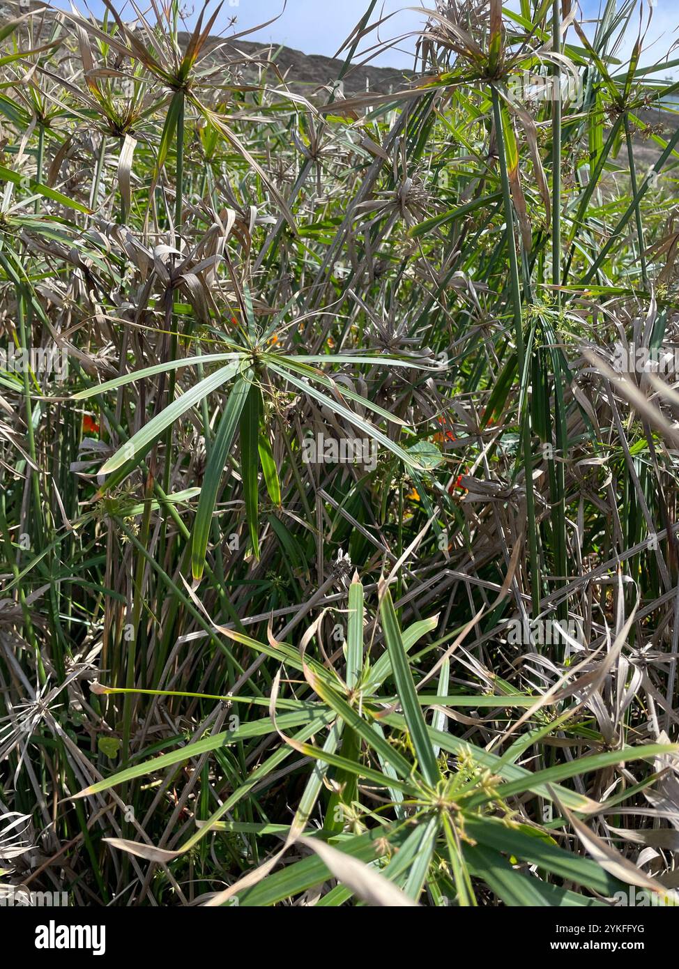 Umbrella Papyrus (Cyperus alternifolius Stock Photo - Alamy